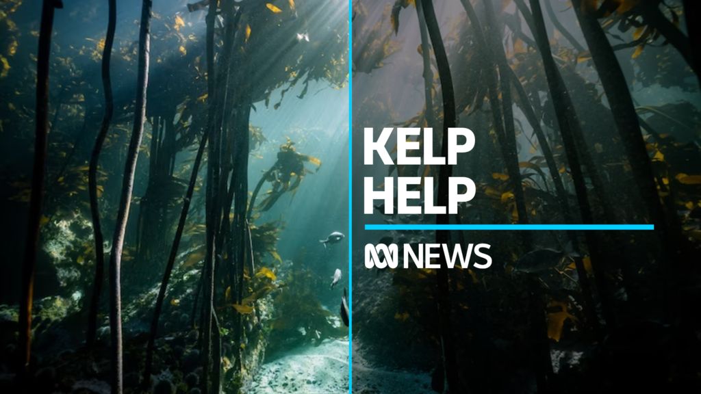 Kelp Forests Could Help Tackle Climate Change Abc News