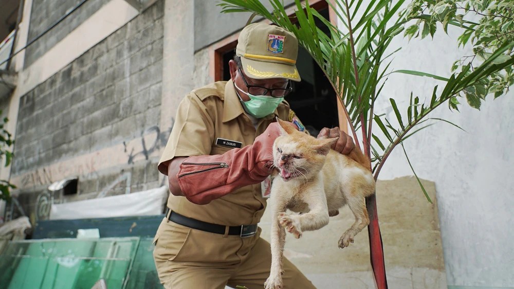 Volunteers Overwhelmed Caring For Millions Of Stray Cats In China Abc