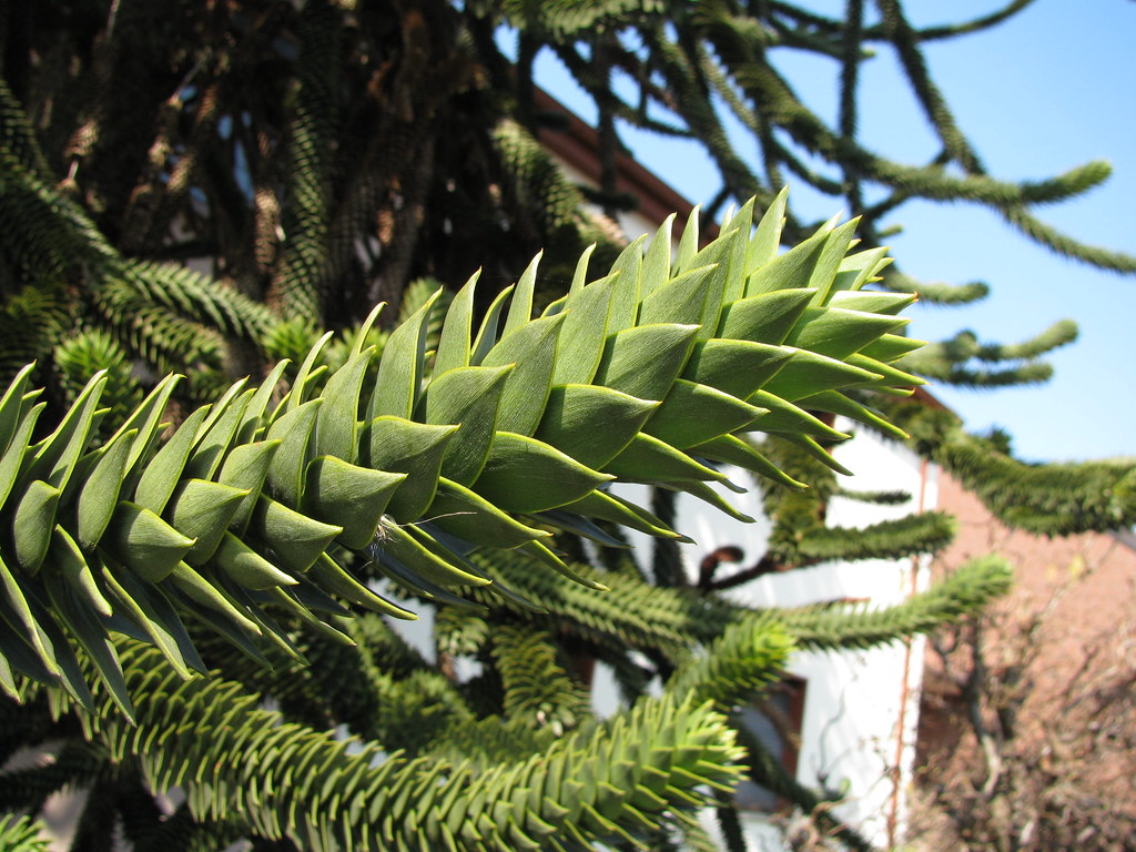 Monkey Puzzle Tree Plant / Annual Biennial Flowers Plants Home Garden ...