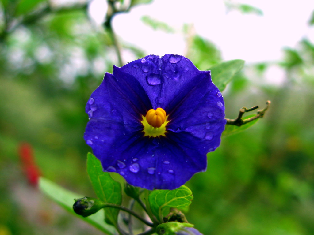 Arbol De Flores Azules Violaceas