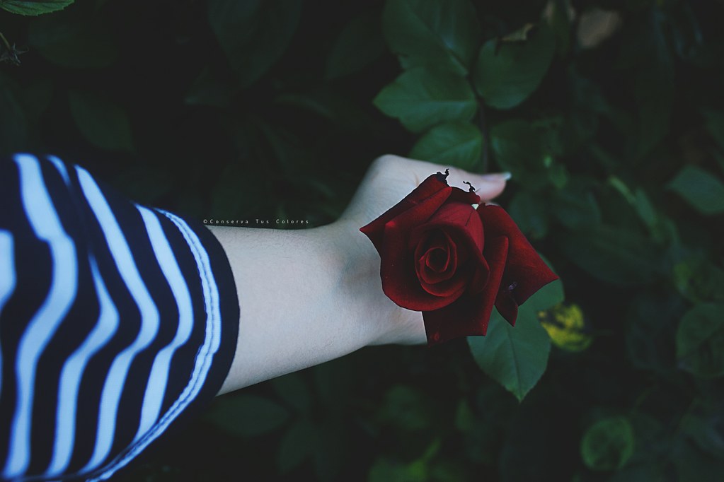 Color Imagenes Tumblr Rosas