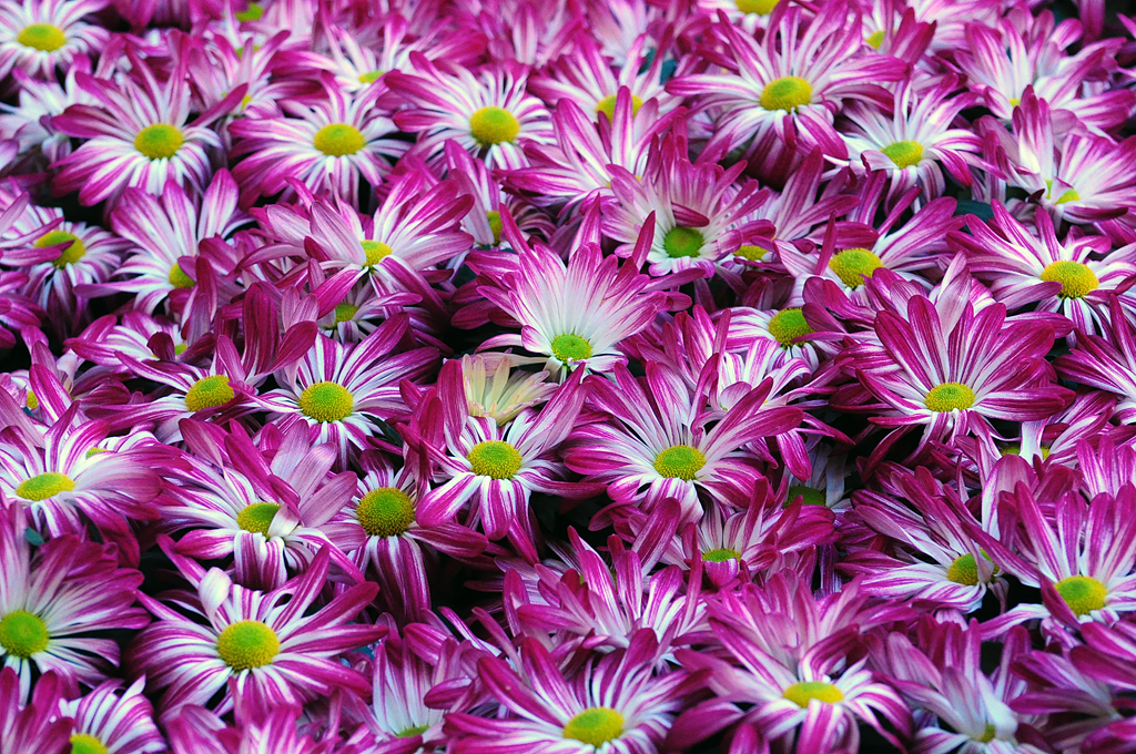 Jardin Flores Y Florcitas