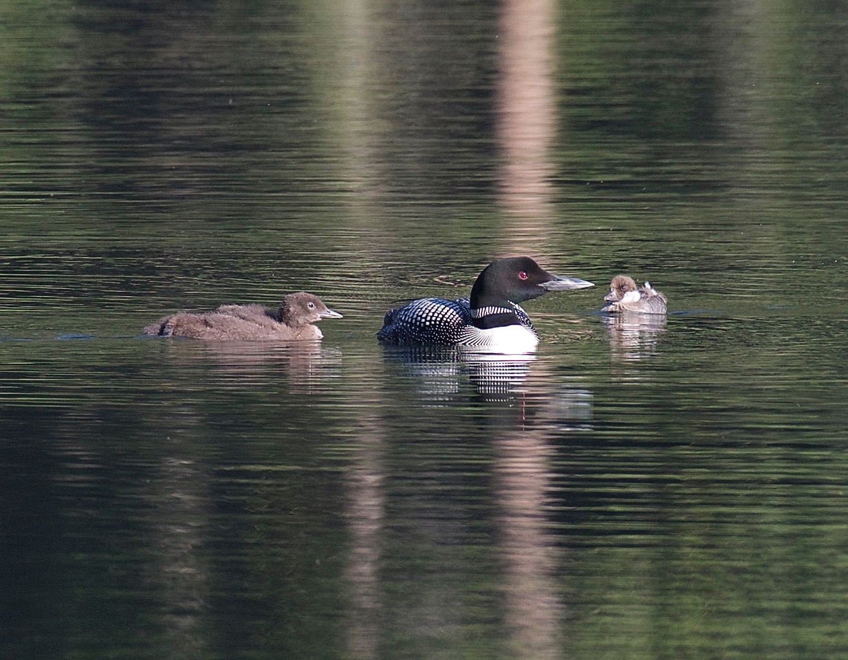 Misdirected Parental Care: Loons Rear a Goldeneye Duckling - The Loon ...