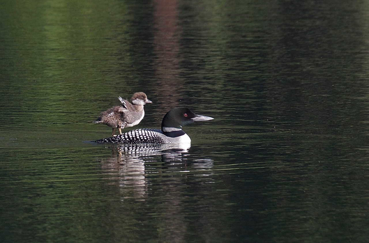 Misdirected Parental Care: Loons Rear a Goldeneye Duckling - The Loon ...
