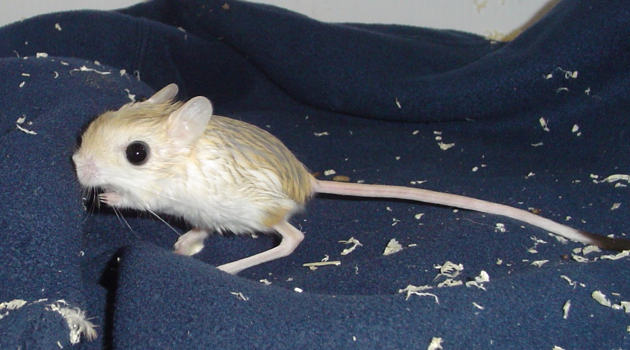 Pygmy Jerboa Is One Animal That Will Make A Man Into A Pussy Cat ...