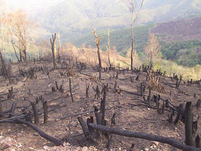 Deforestation of 16th-19th Centuries « Ecotimber2012
