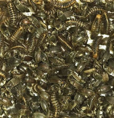 22 | August | 2012 | The Honest Courtesan