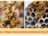 Magic S Pest Control Brisbane Inspections Solutions
