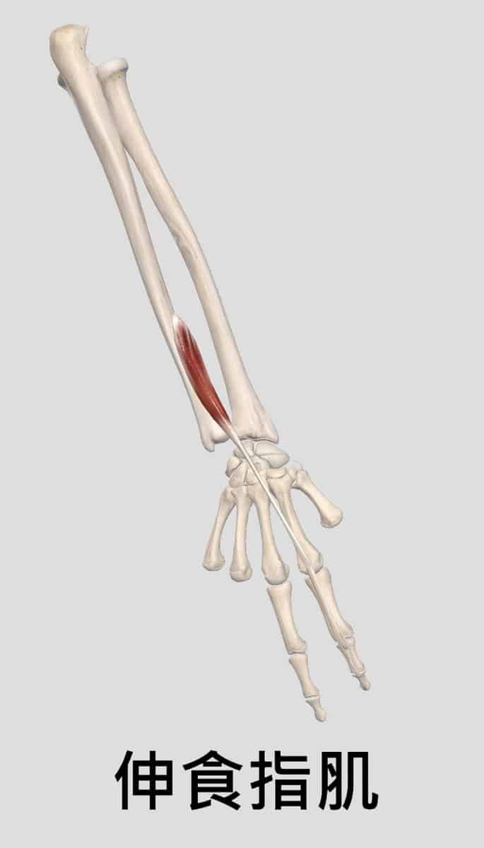 extensor-indicis | 陳甫銓的物理治療筆記