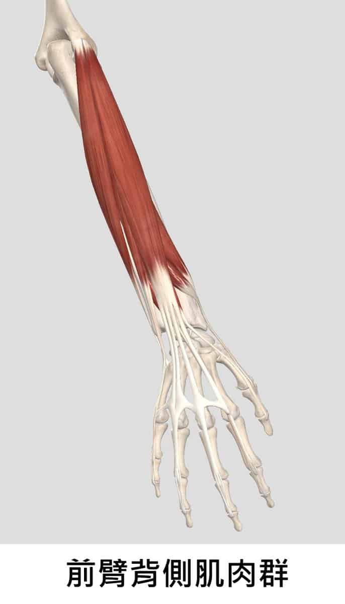 forearm-extensor-group | 陳甫銓的物理治療筆記