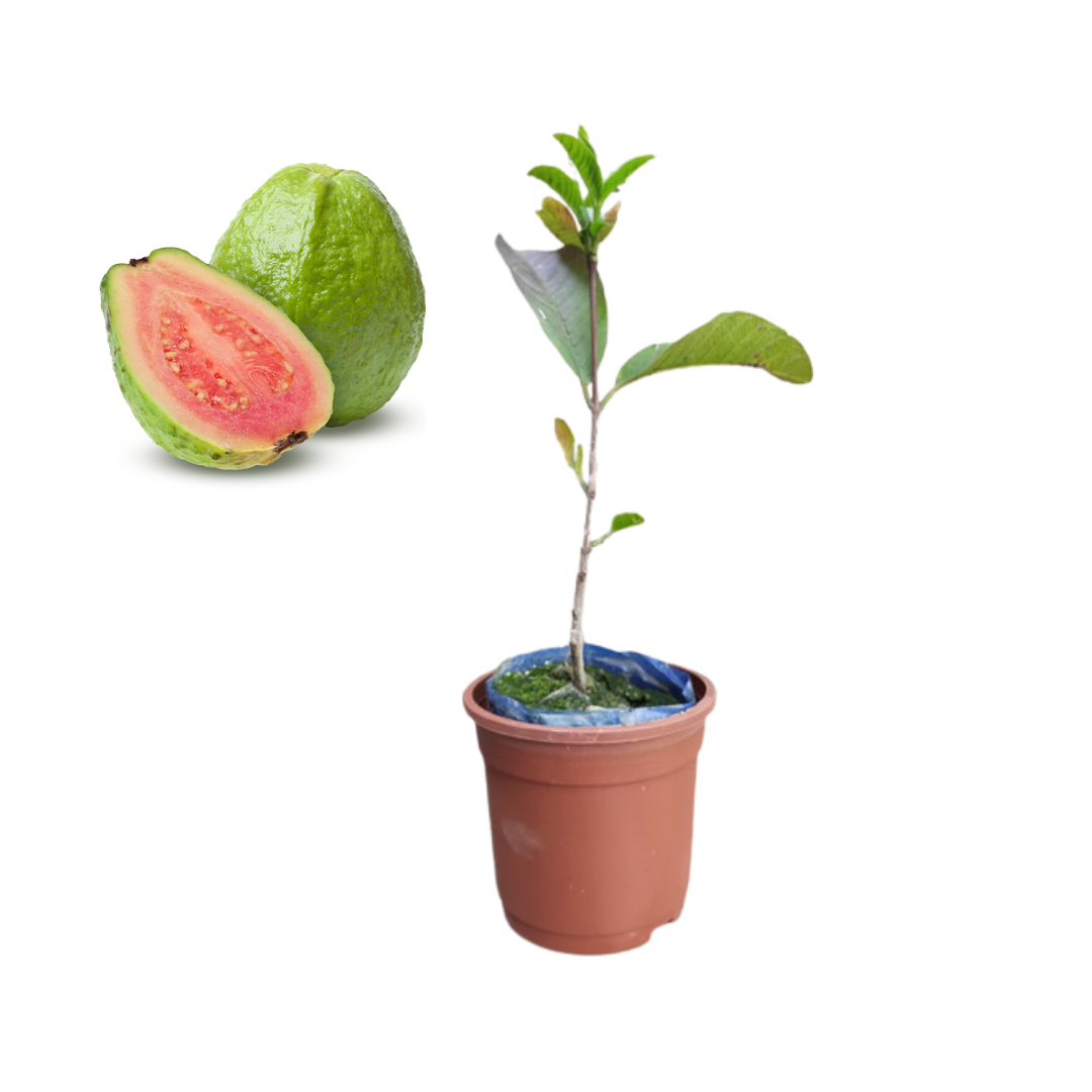 Thai amba plant - Mali Nepal