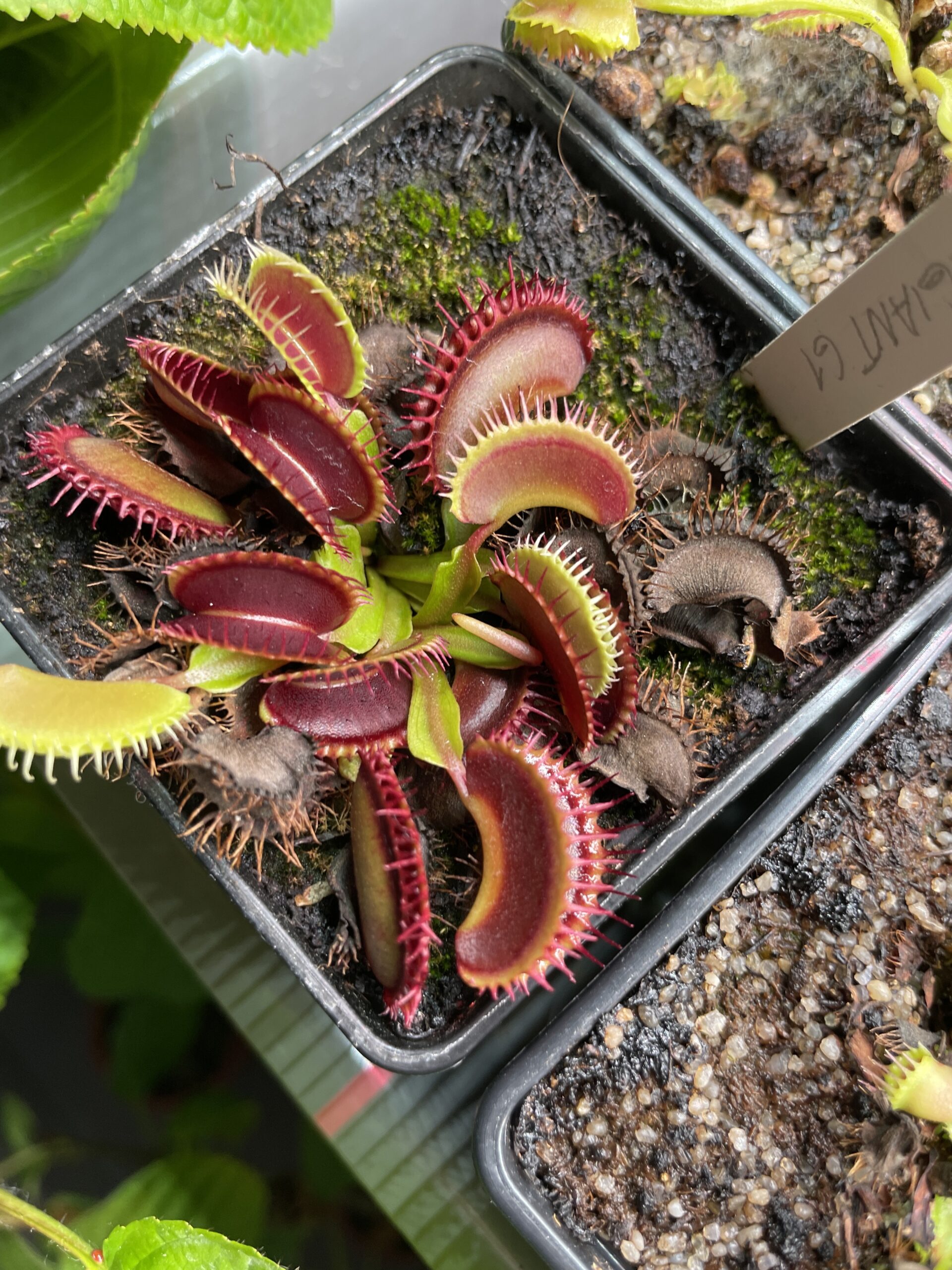 Carnivoria Giant G1 - Хищные растения в России