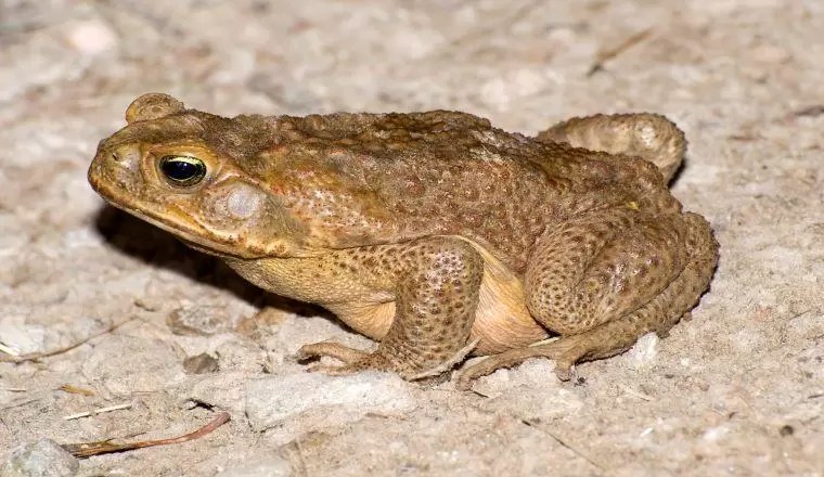Cane toad found in Northern Beaches under investigation - Manly Observer
