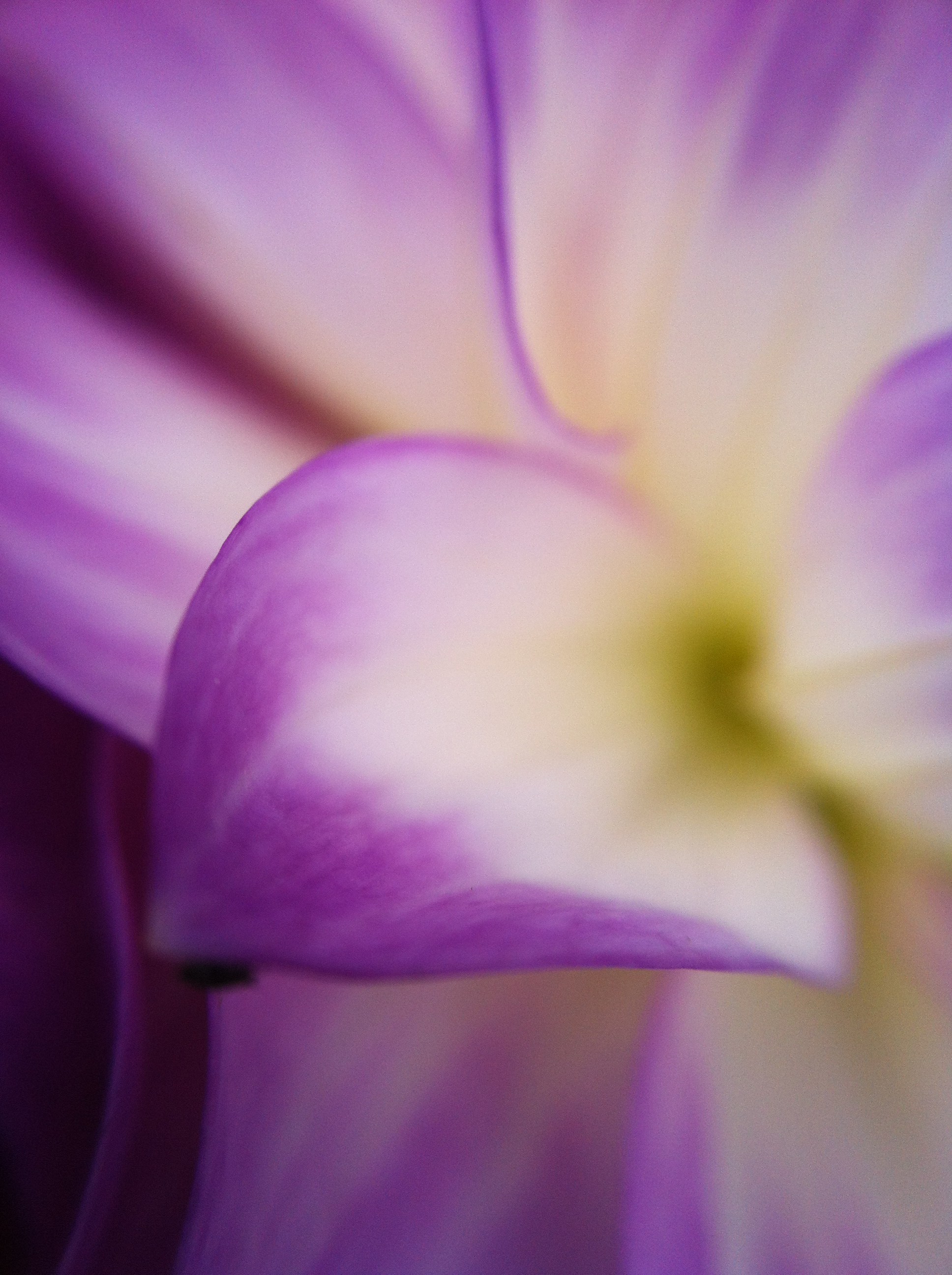 Dahlia | Man On Fire Design