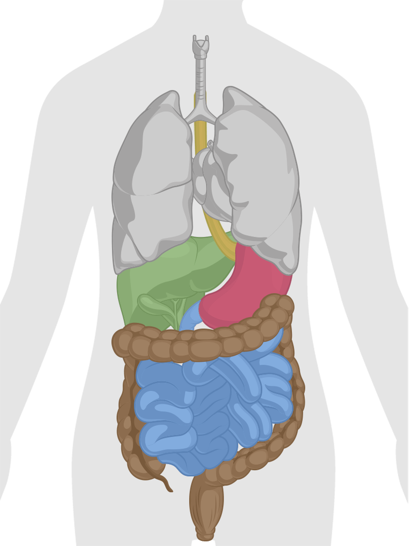 GI-Tract-All | Dr. Alexander Mantas - Gastroenterologist in Dallas TX