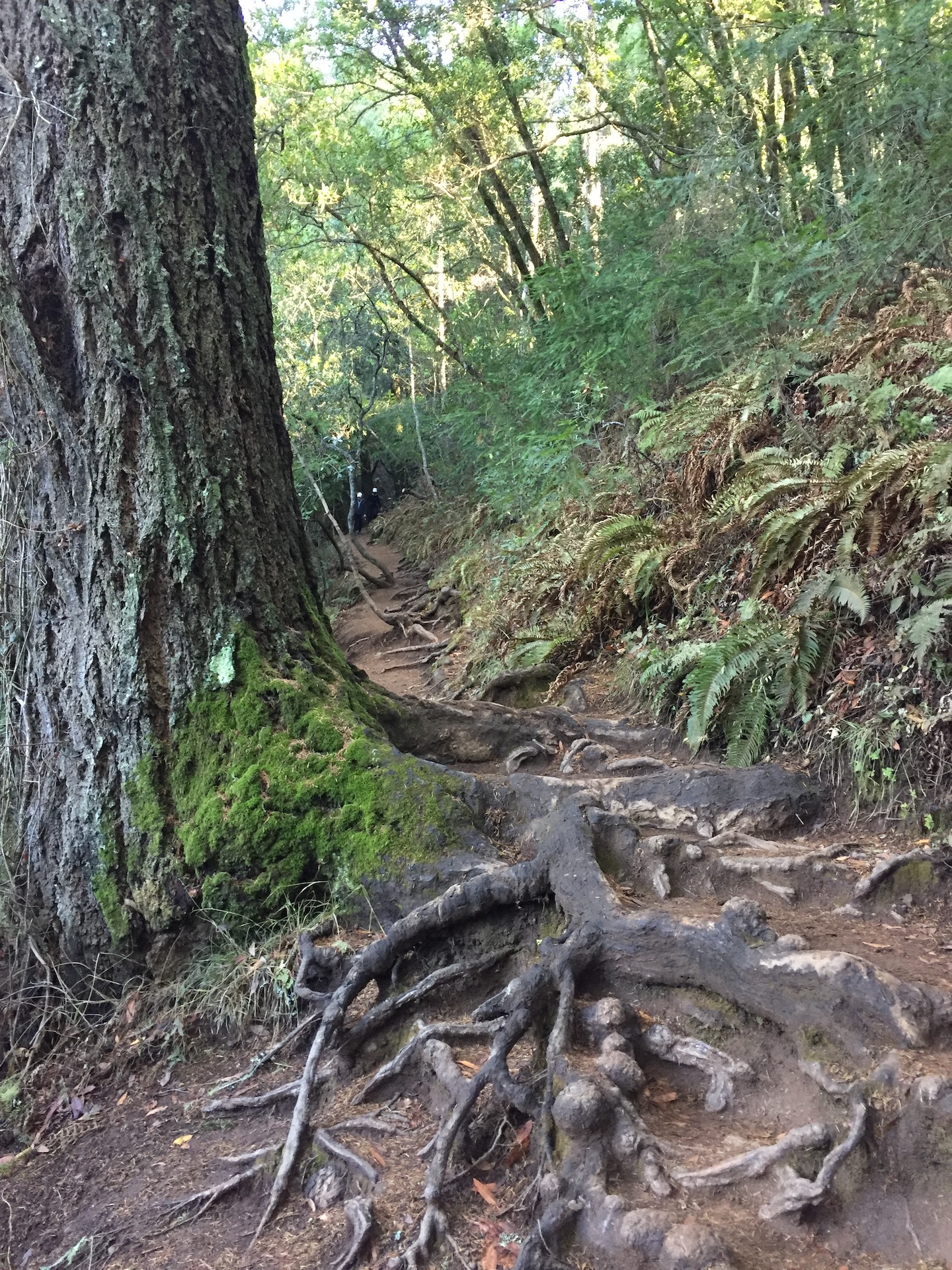 Canopy View Trail to Fern Creek Loop – Map & Boots