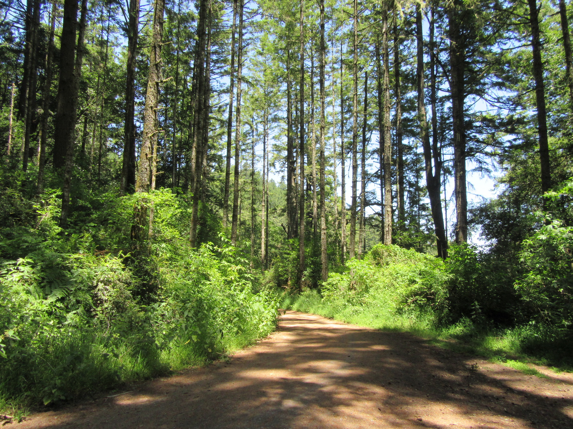 Greenpicker to Alamea Trail Loop – Map & Boots