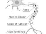 Axon Maple Latte