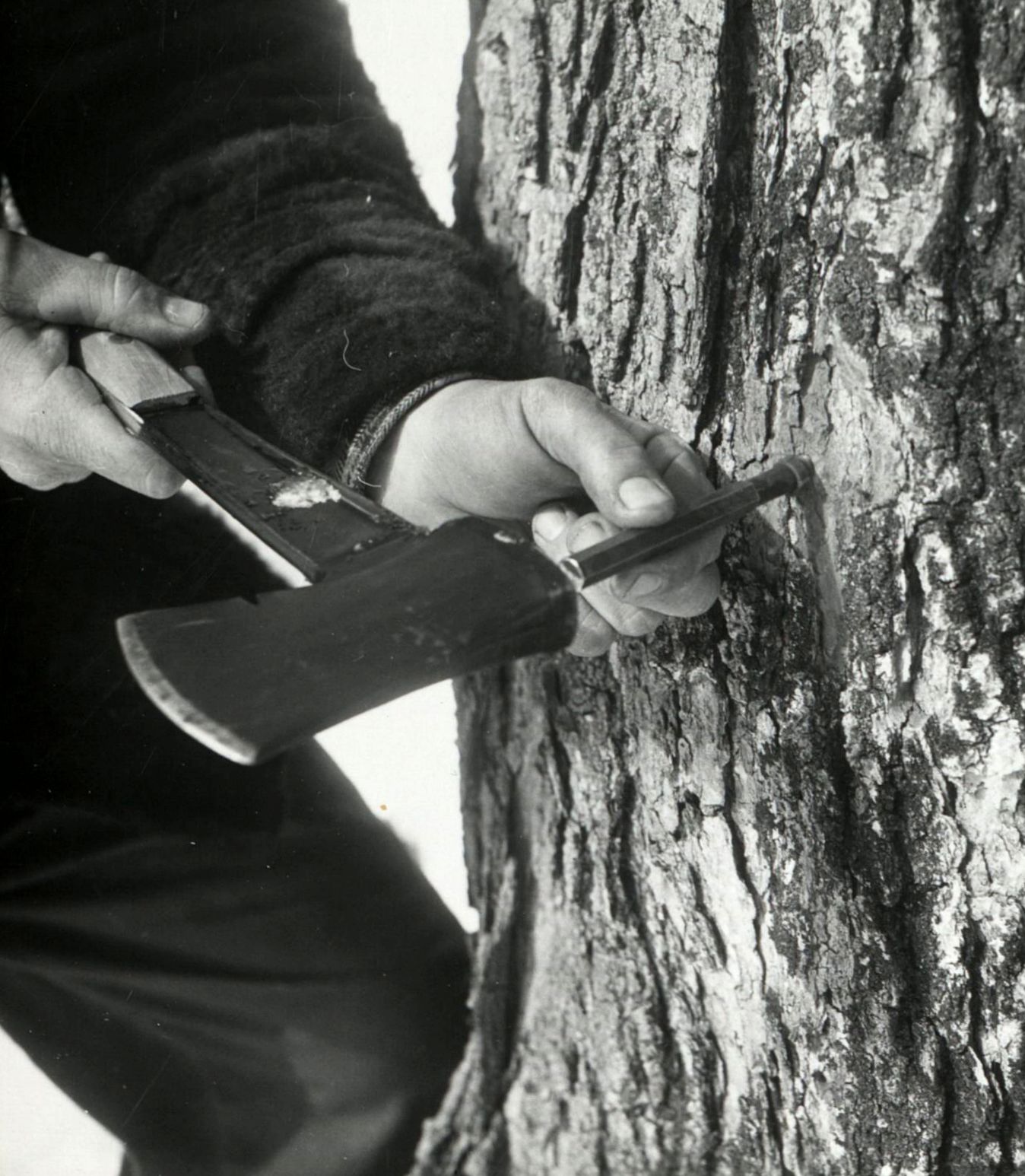 sap spouts Archives - Maple Syrup History