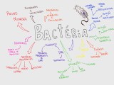 Mapa Mental Sobre Bactérias Maps4study
