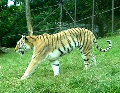 LIFE OF PI – A Novel Experience – Marian Allen, Author Lady