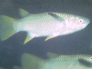 Diamond-Scale Mullet « Reef Fish
