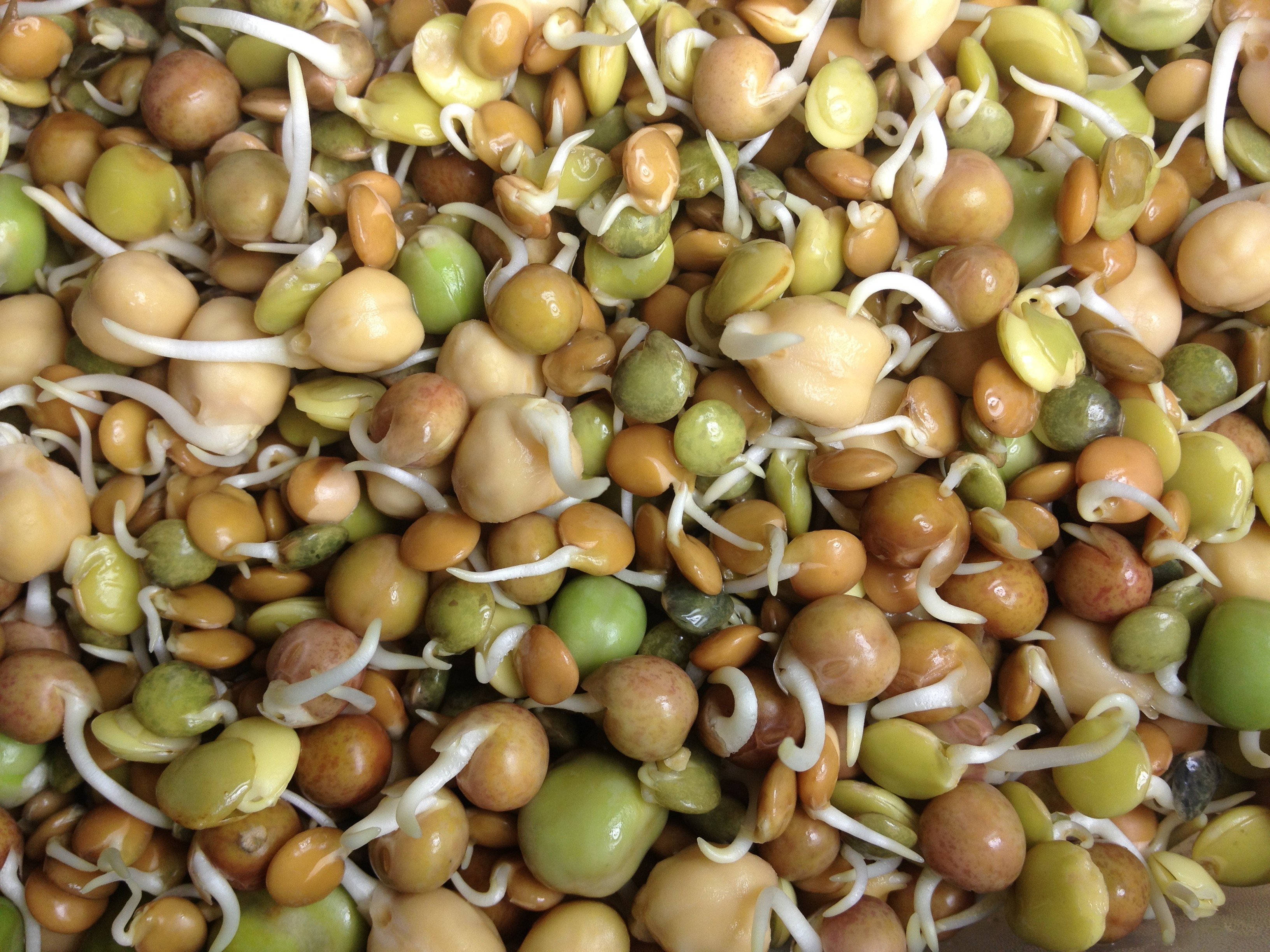 Kamut Sprouts - Markito Fitness & Nutrition