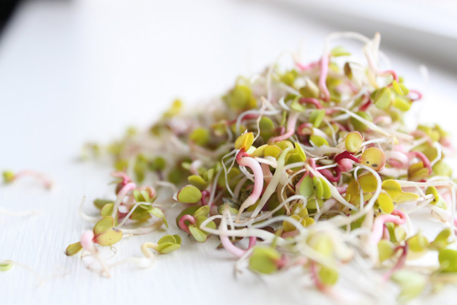 Adzuki Bean Sprouts - Markito Fitness & Nutrition