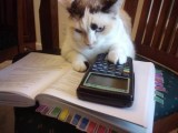 Math Cat Math Fail