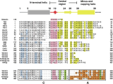 Sequence Alignment From The Phylogenetic Perspective
