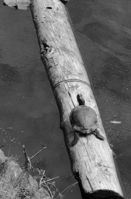 Turtle Log Haiku | Matthew Rehrl