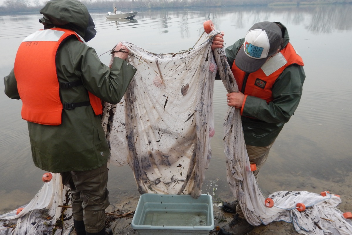 Delta science – MAVEN'S NOTEBOOK | Water news