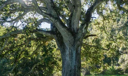 What Are Some Of The Best Trees To Plant For Shade