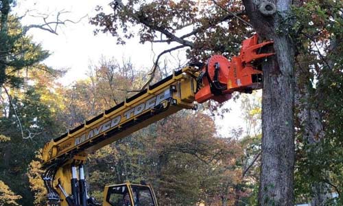How Much Insurance Should A Tree Service Have | Mayer Tree
