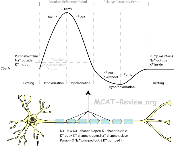 The Role of Neurons in Larvae Impairment – Future Marine Life