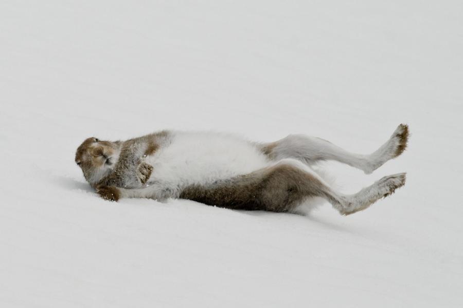 Travels of an Arctic Hare, Part Three: Dling Makes Haste | my bad side