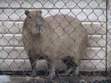Reaseheath Mini Zoo Nantwich 2021 All You Need To Know Before You