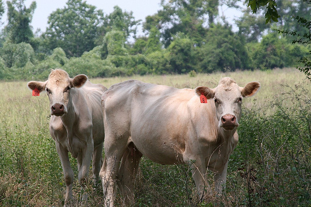Cow Week: Angry cows vs. angry mothers / Boing Boing