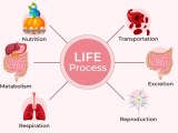 Life Processes Definition Class10 Notes Geeksforgeeks