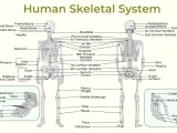Skeletal System Geeksforgeeks