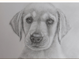 Project Idea Cat Vs Dog Image Classifier Using Cnn Implemented Using