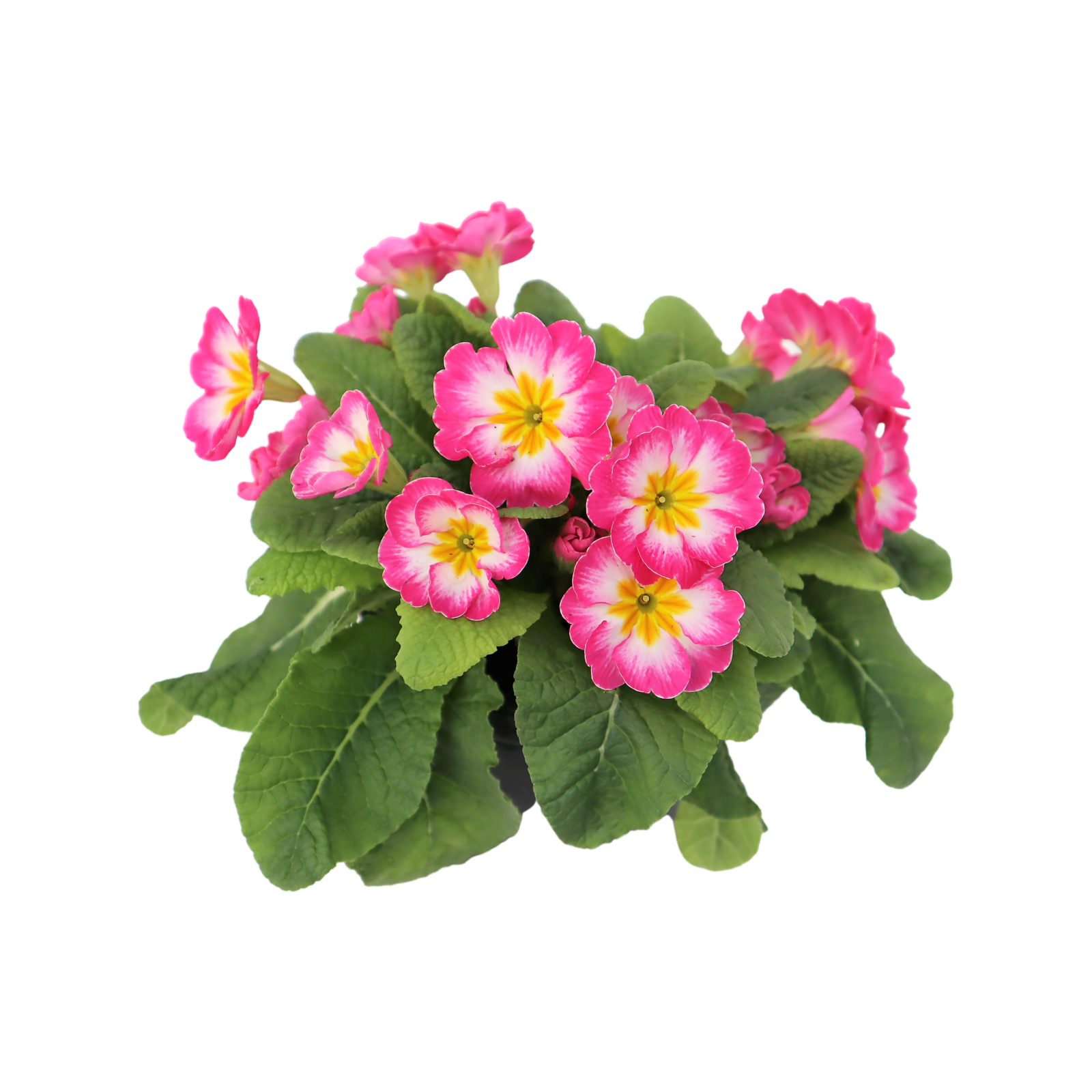1 3l Primula Danova Assorted Primula Acaulis Bunnings New Zealand