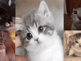 Monkey Cat Gifs Tenor