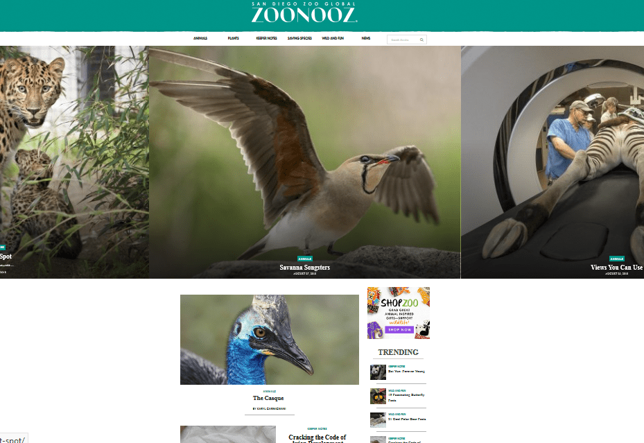 Blog Profiles: Zoo Blogs | Beyond Bylines