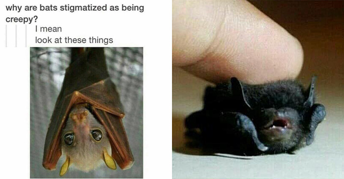 Bats Are Amazing and Shouldn't Be Stigmatized - Media Chomp