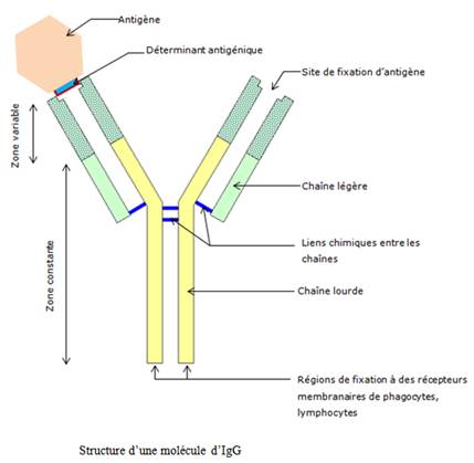 Rougeole et facilitation par les anticorps – COMMENTAIRES EN GOGUETTE
