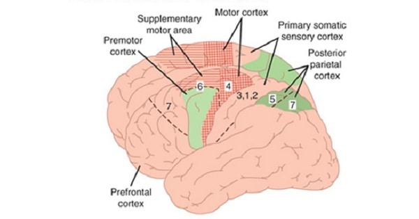 Neocortex - Organization & Functions - www.medicoapps.org