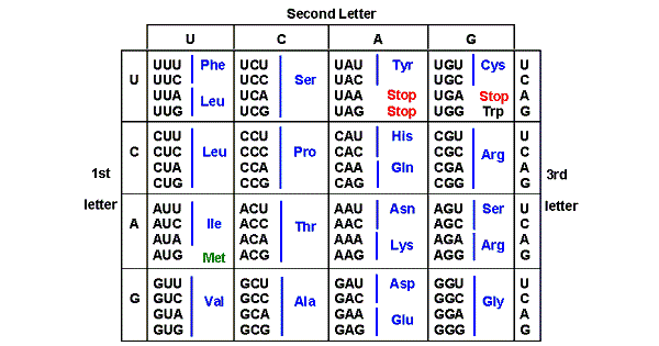 Codons & Genetic code - www.medicoapps.org