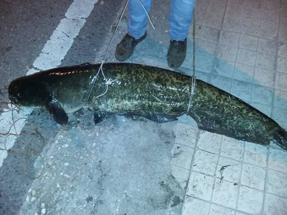 Abrantes | Pescador amador apanha peixes gigantes no Tejo | Médio Tejo