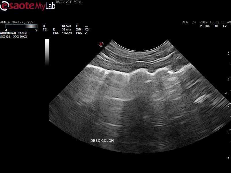 Lung pathology - Members